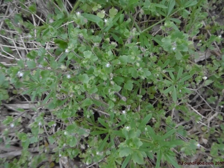 Forage close to home – Found Food