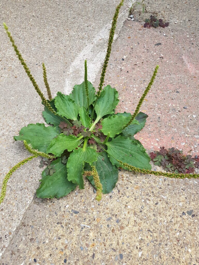 Broadleaf plantain pavement – Found Food