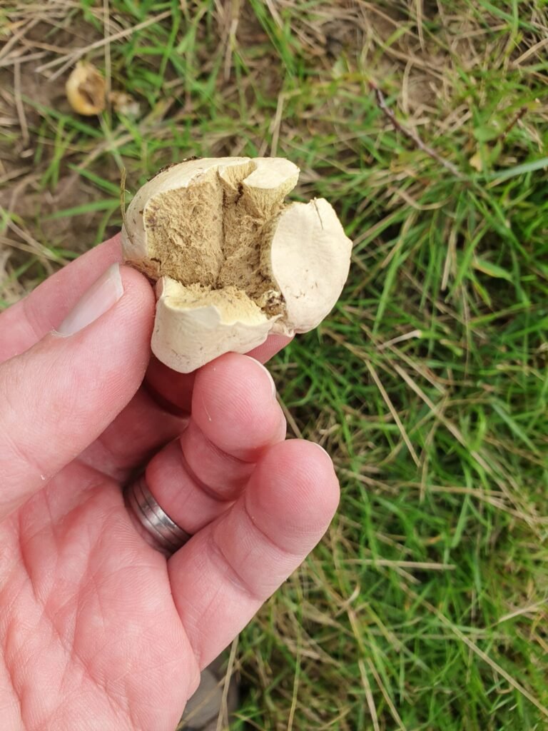 Common puffball brown – Found Food